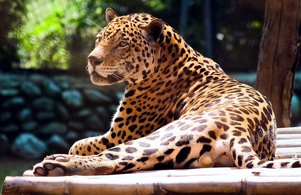 Cheetah Feline Wild Cat - Free photo on Pixabay - Pixabay