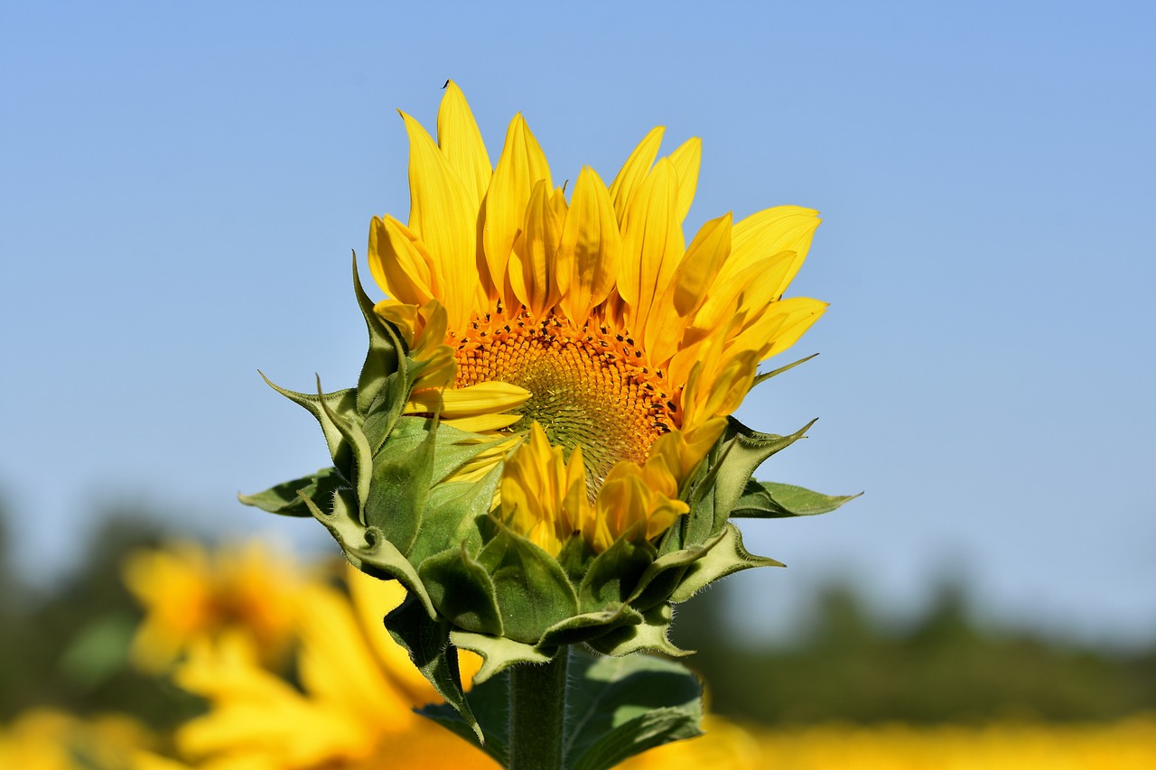 Sunflower Flower Yellow - Free photo on Pixabay