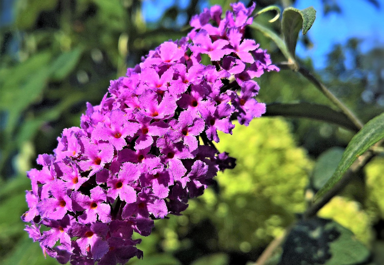 Verano Lila Flores Moradas - Foto gratis en Pixabay - Pixabay