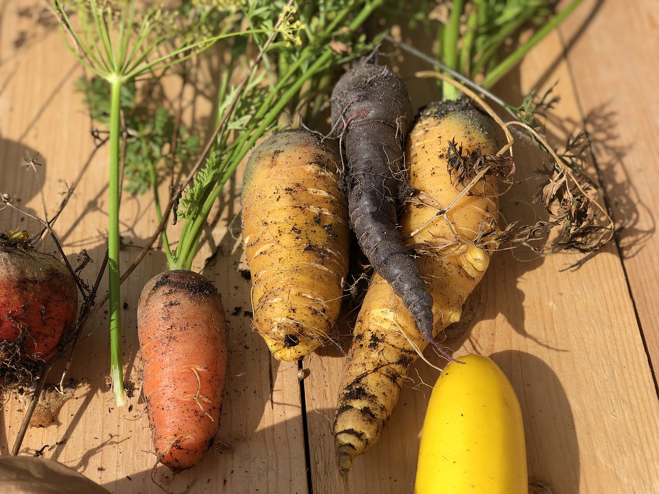 Les Carottes Croître Carotte - Photo gratuite sur Pixabay - Pixabay