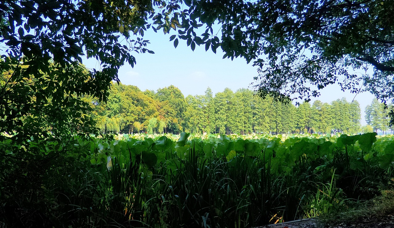 Lac Gradina Apa Lacului - Fotografie gratuită pe Pixabay - Pixabay