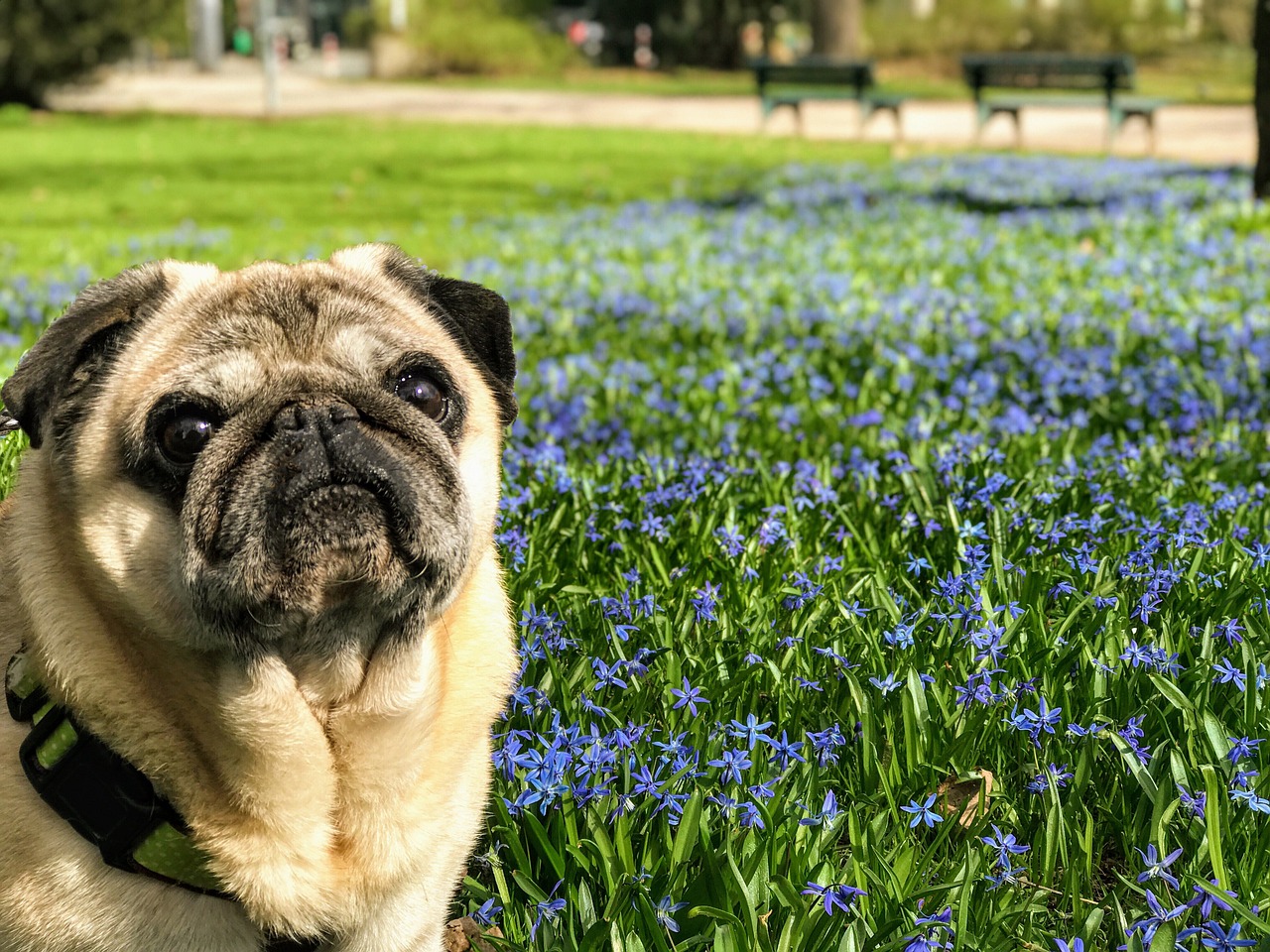 Pug Outdoor Dog - Free photo on Pixabay - Pixabay