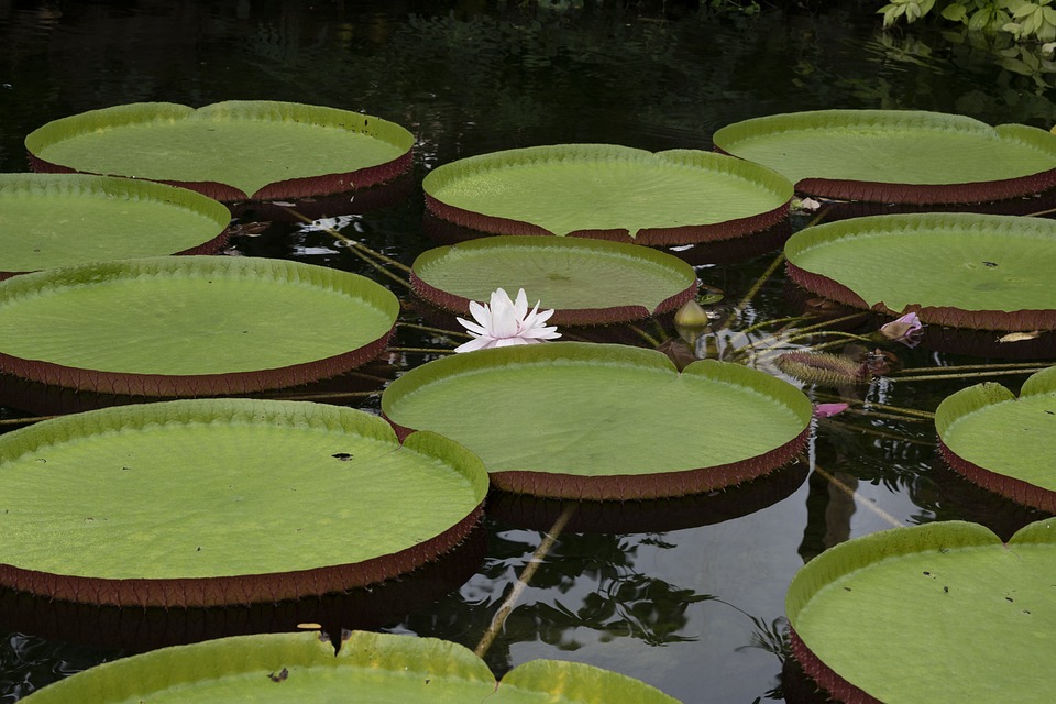 Water Lily Pad Aquatic Plant - Free photo on Pixabay