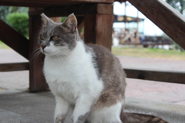 Katze Tier Tabby Graue - Kostenloses Foto auf Pixabay - Pixabay