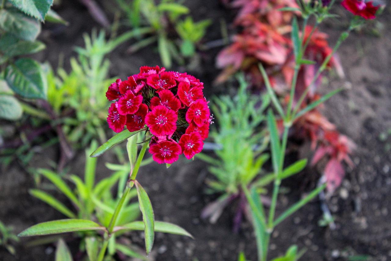 Natureza Flores Jardim - Foto gratuita no Pixabay - Pixabay