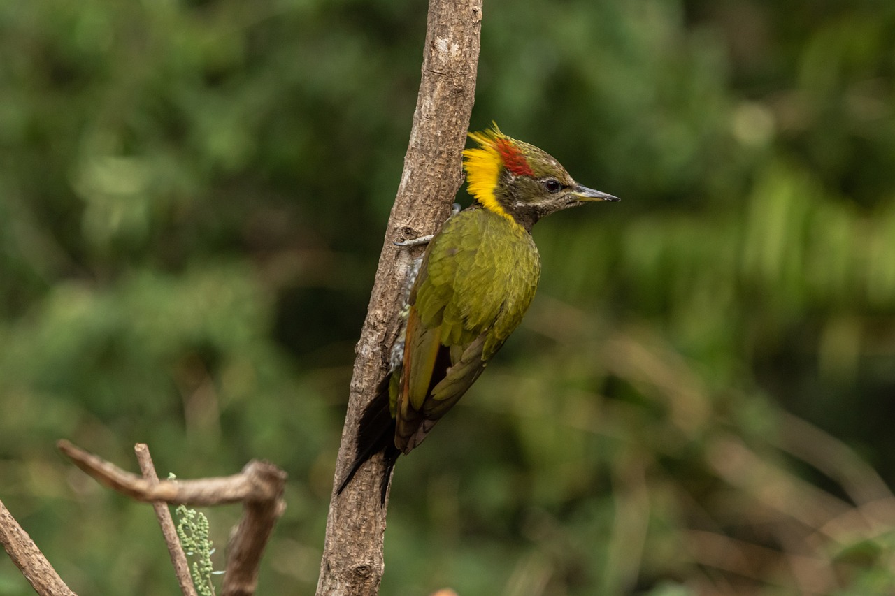 Bird Small Perched - Free photo on Pixabay - Pixabay