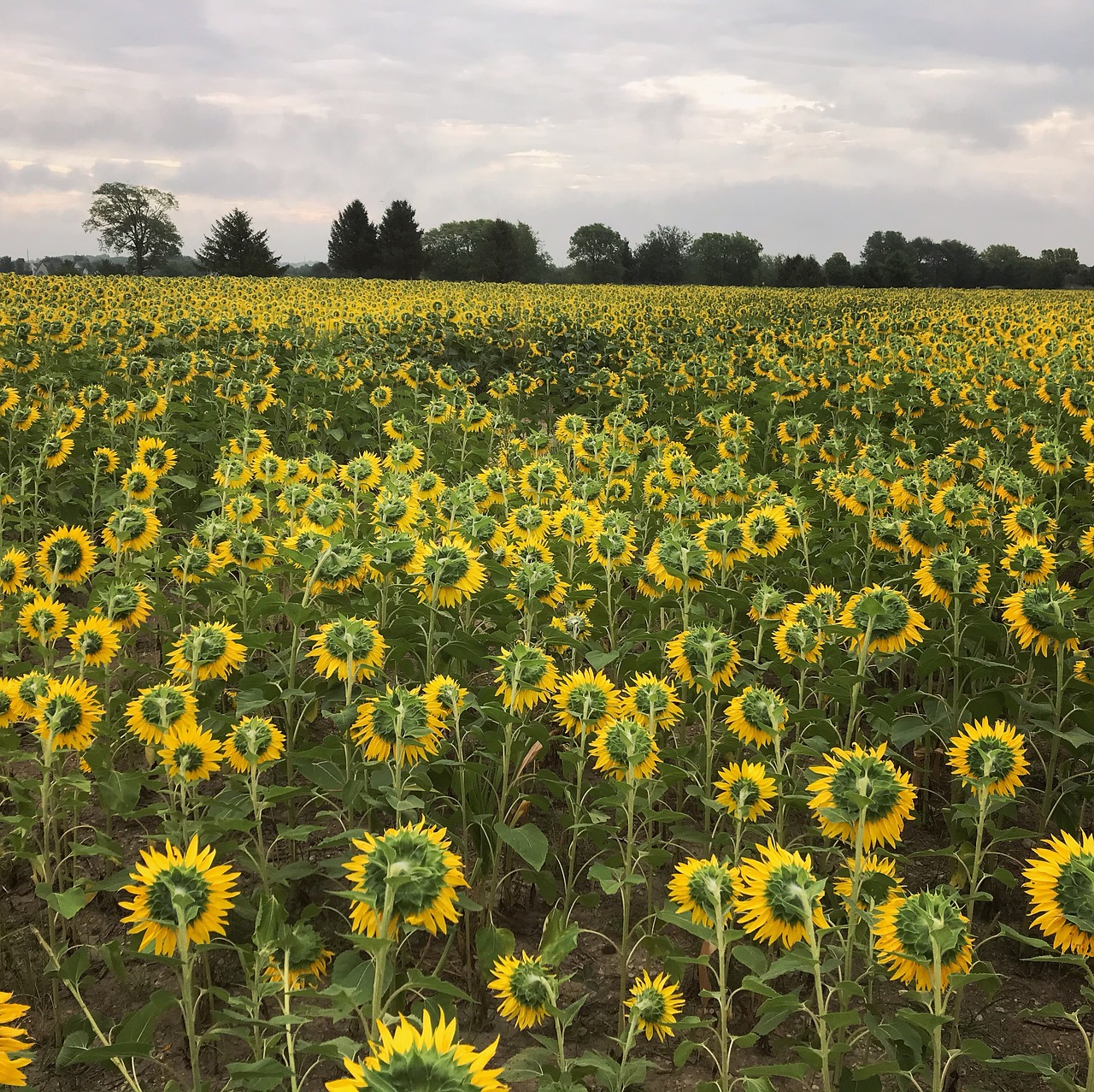 Tournesols Sur Le Terrain Nature - Photo gratuite sur Pixabay - Pixabay