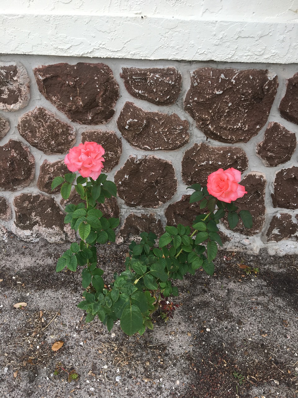 Roses Doubles Des Reine - Photo gratuite sur Pixabay - Pixabay