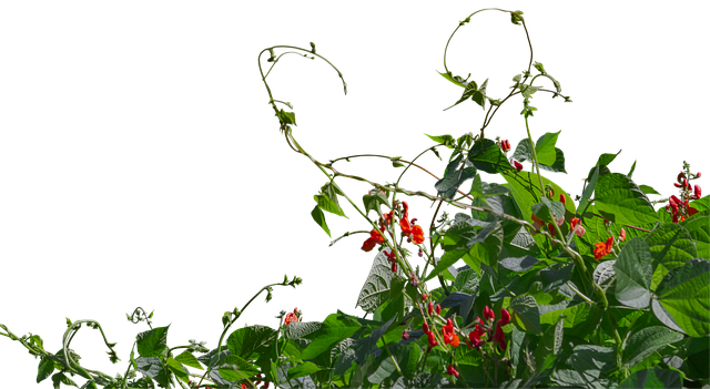 Tangkai Semak Bunga-Bunga - Gambar gratis di Pixabay - Pixabay