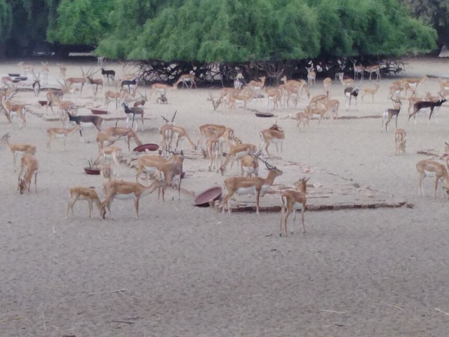Wild Park Blackdeer - Free photo on Pixabay - Pixabay