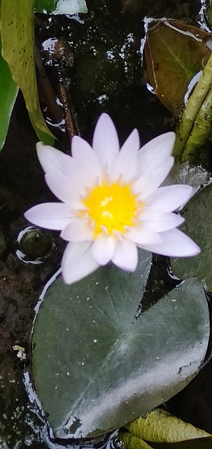 Lotus Flori Natura - Fotografie gratuită pe Pixabay - Pixabay