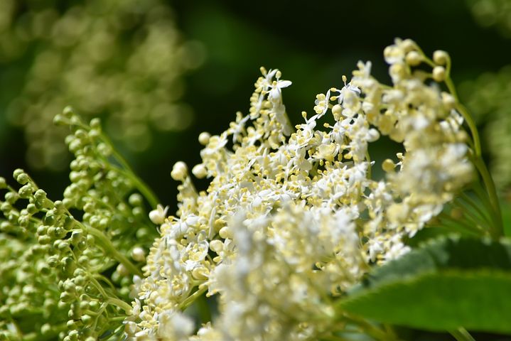 100+ kostenlose Holunderblüten und Holunder-Bilder - Pixabay