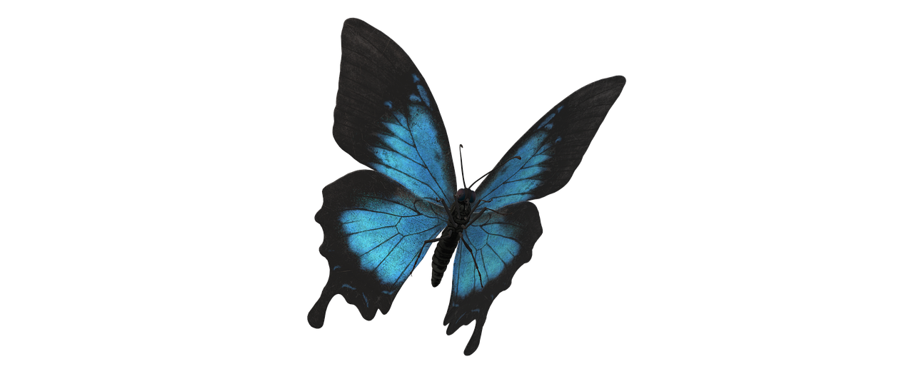 10,000+ Free Butterfly Transparent & Butterfly Images - Pixabay
