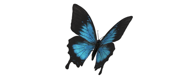 Más de 400 000 imágenes gratis de Mariposa Fondo Transparente y ...