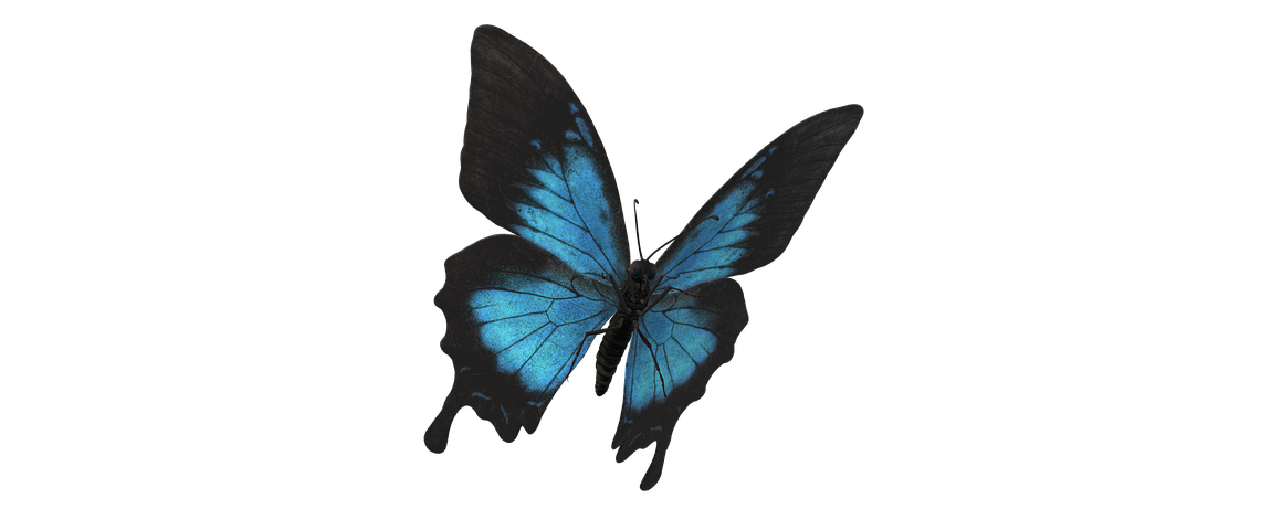 2+ Free Ulysses Butterfly & Transparent Background Images - Pixabay