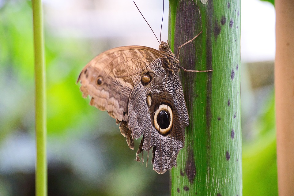 Satyr Butterfly Insect - Free photo on Pixabay