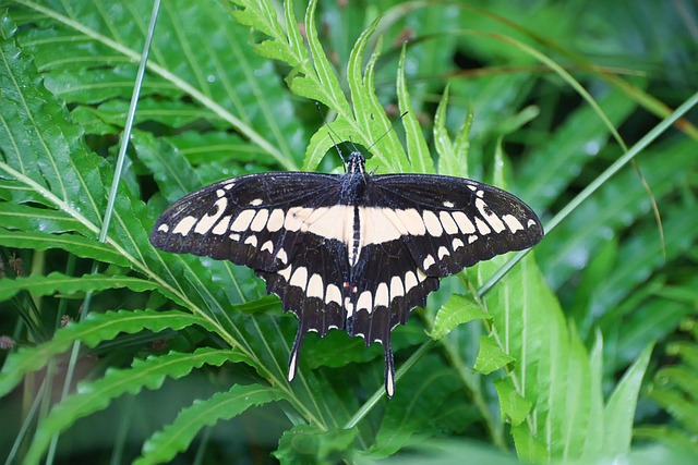 Machaon Royal Papillon - Photo gratuite sur Pixabay - Pixabay
