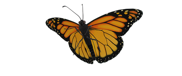 Más de 400 000 imágenes gratis de Mariposa Fondo Transparente y ...