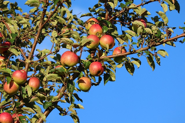 Manzanas Árbol De Manzana Fruta - Foto gratis en Pixabay - Pixabay