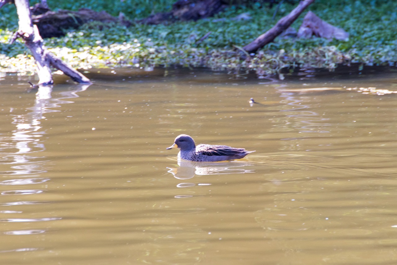 Ducks Laguna Duck - Free photo on Pixabay - Pixabay