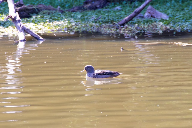 Ducks Laguna Duck - Free photo on Pixabay - Pixabay