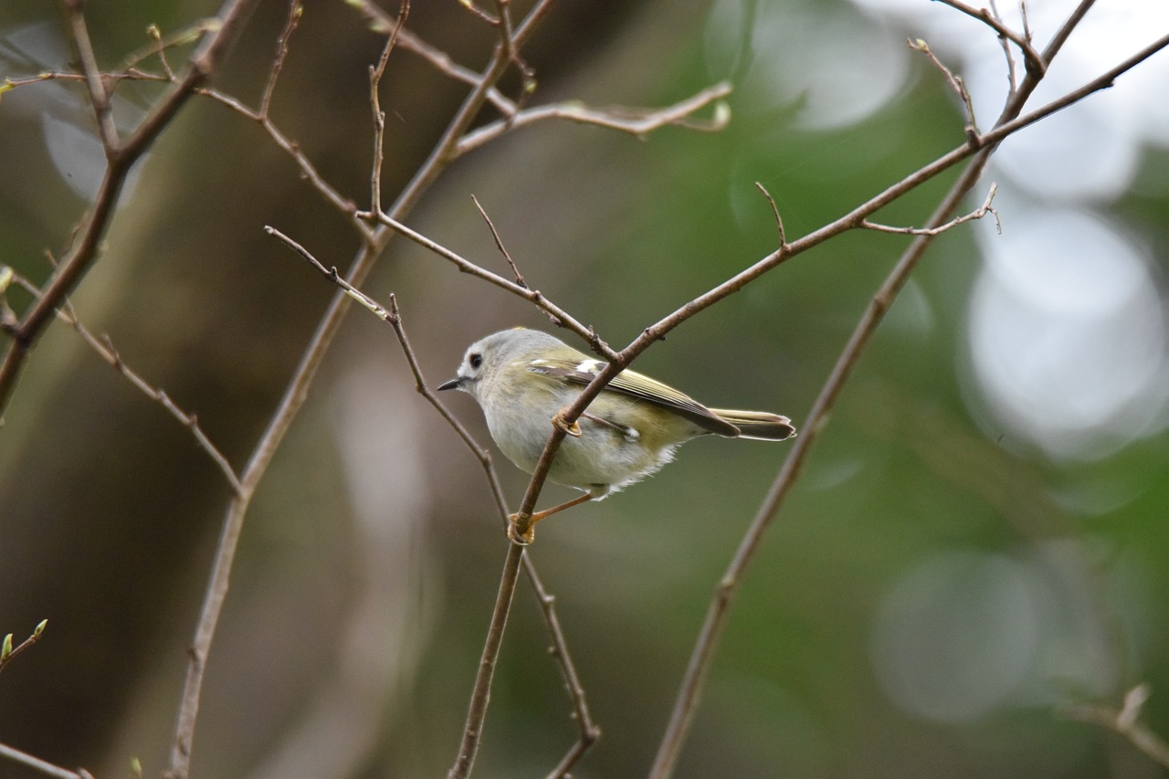 Bird Little Perched - Free photo on Pixabay - Pixabay