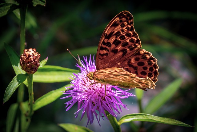 Aile Papillon Fleur Pourpre - Photo gratuite sur Pixabay - Pixabay