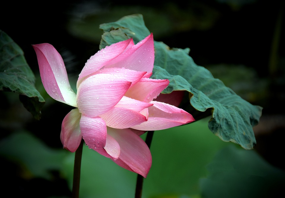 Lotus Flower Petals - Free photo on Pixabay - Pixabay