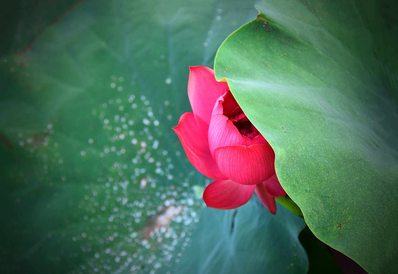 Flor De Lótus Florescendo Lindo - Foto gratuita no Pixabay - Pixabay