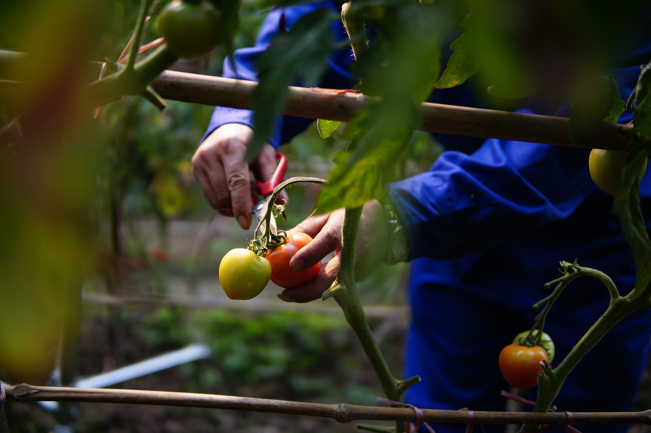 Cosecha Tomates Enredaderas - Foto gratis en Pixabay - Pixabay