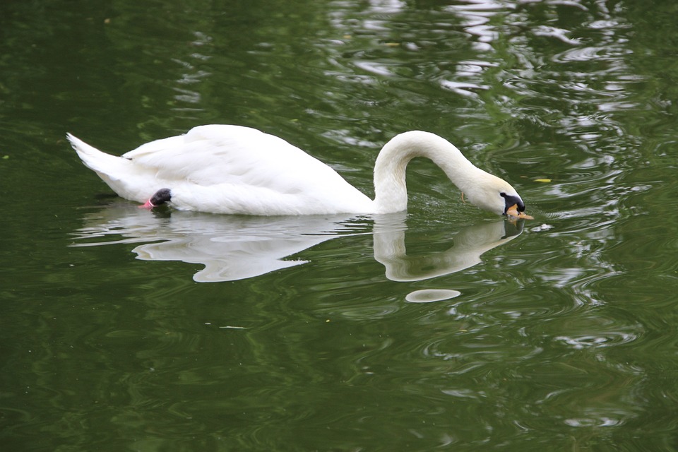 Schwan Weißer Vogel - Kostenloses Foto auf Pixabay