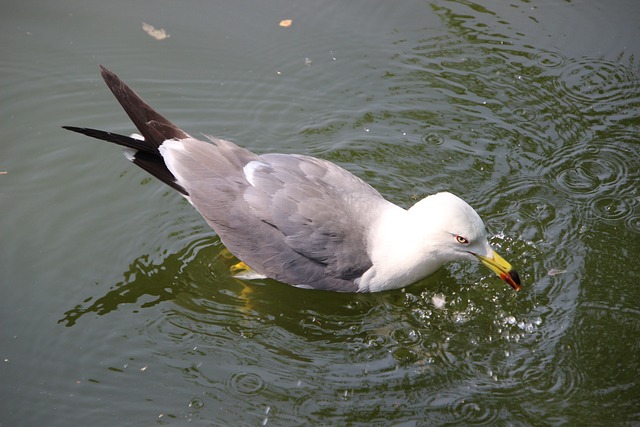 Sea Mew Gull Bird Water - Free photo on Pixabay - Pixabay