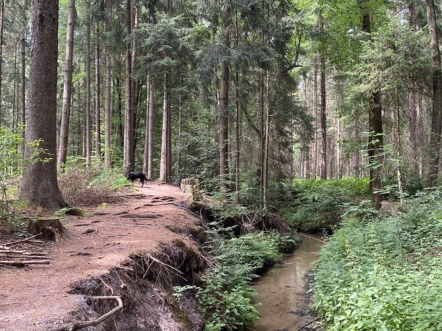 Bosque De Holter Mixto - Foto gratis en Pixabay - Pixabay