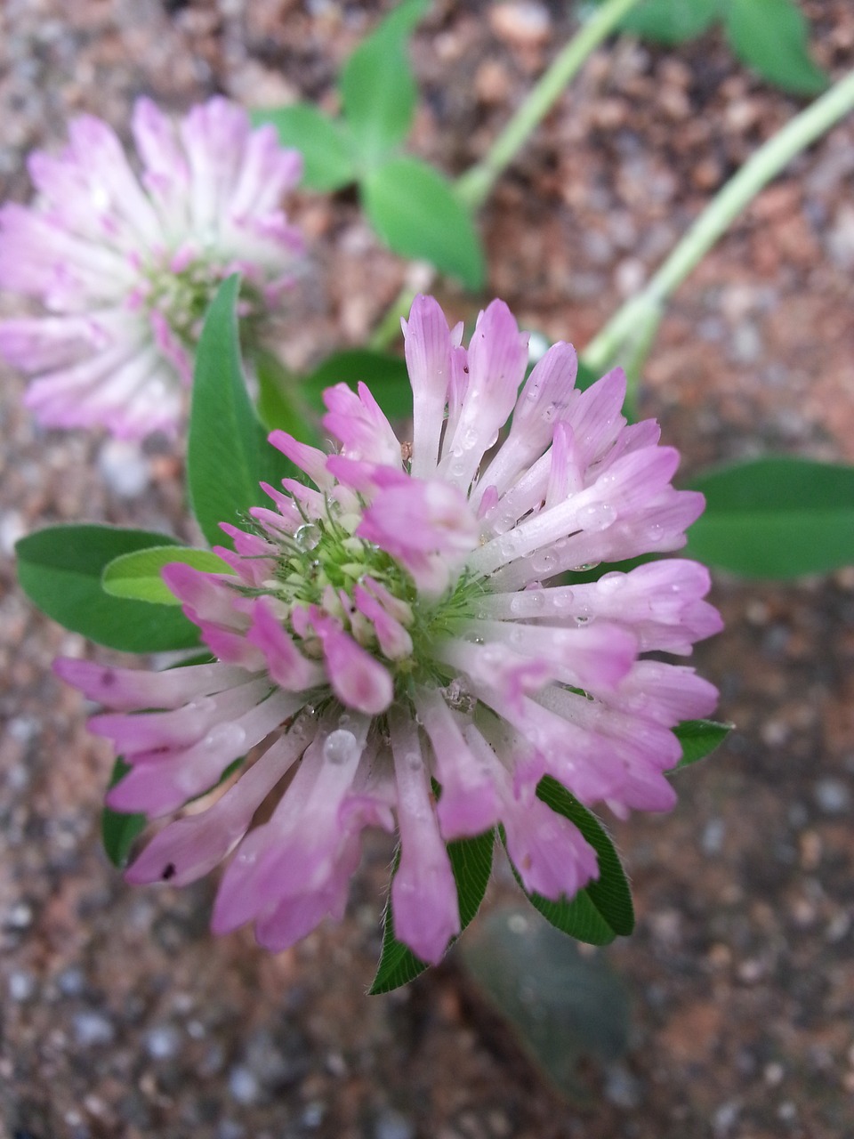 Rumput Kelinci Shamrock - Foto gratis di Pixabay - Pixabay