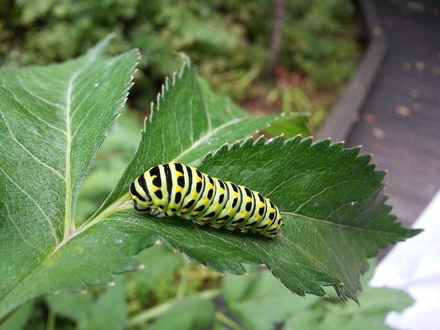 Larva Kupu-Kupu Harimau Hewan Alam - Foto gratis di Pixabay - Pixabay