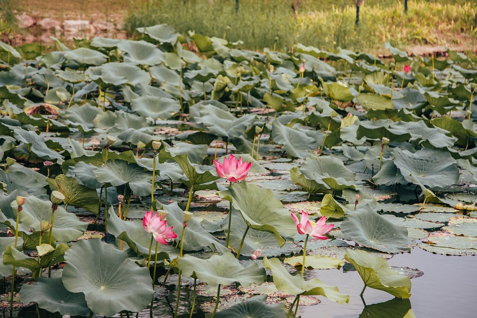 Lotus Feuille De - Photo gratuite sur Pixabay - Pixabay