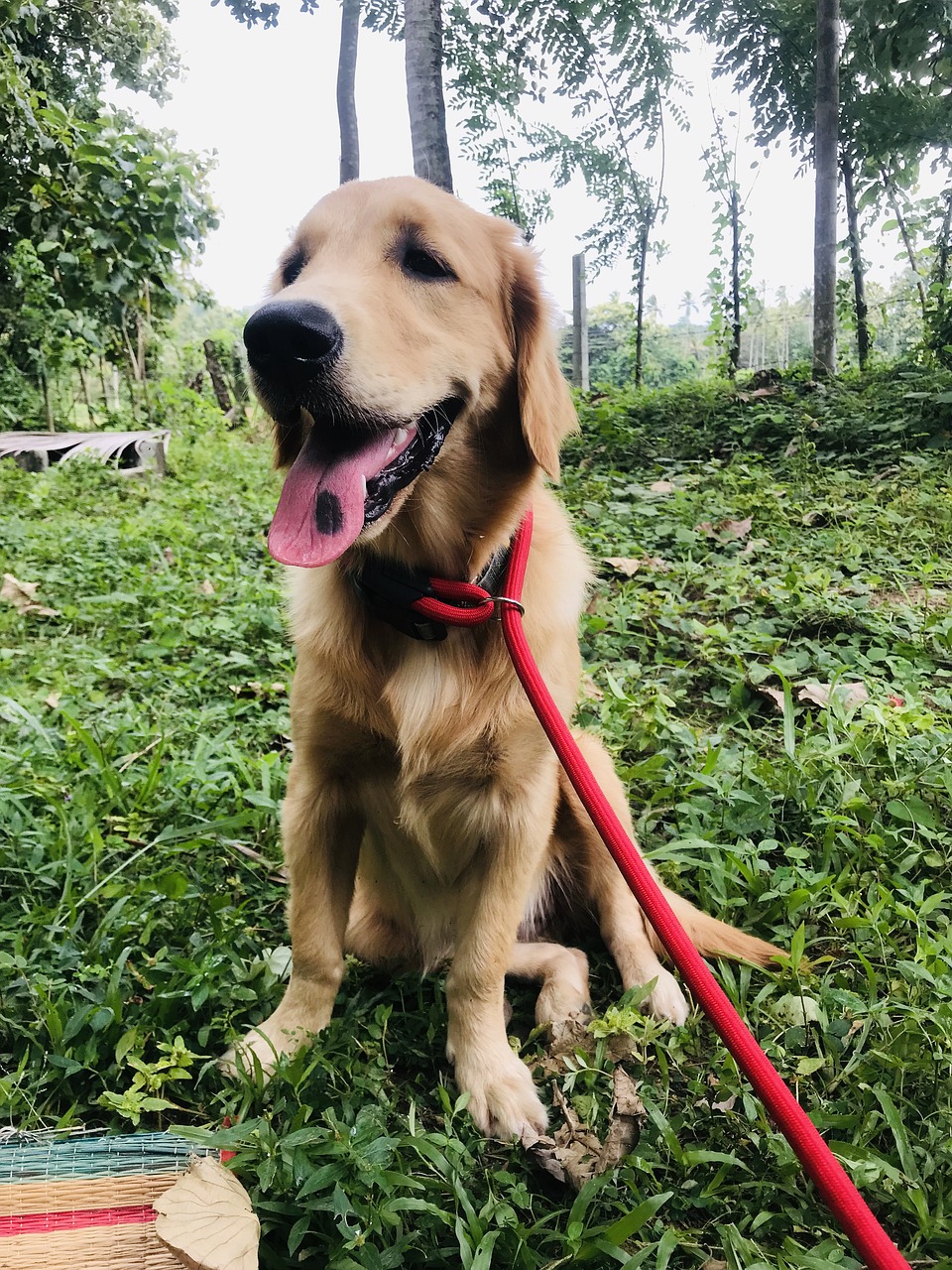 Jenis Anjing Golden Retriever - Foto gratis di Pixabay - Pixabay