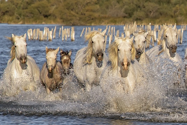 Les Chevaux Blancs Animaux - Photo gratuite sur Pixabay - Pixabay