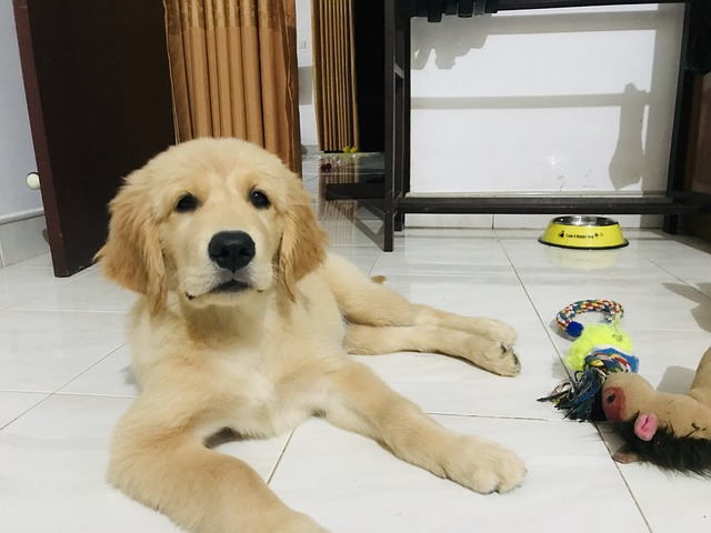 Jenis Anjing Golden Retriever - Foto gratis di Pixabay - Pixabay