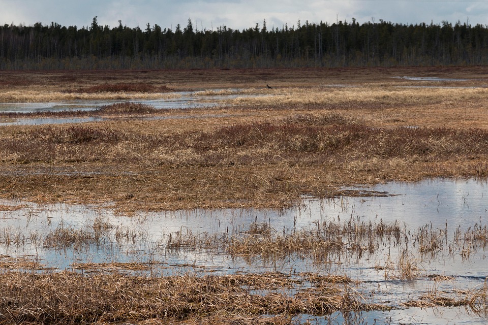 Fields Tundra Wetlands - Free photo on Pixabay - Pixabay