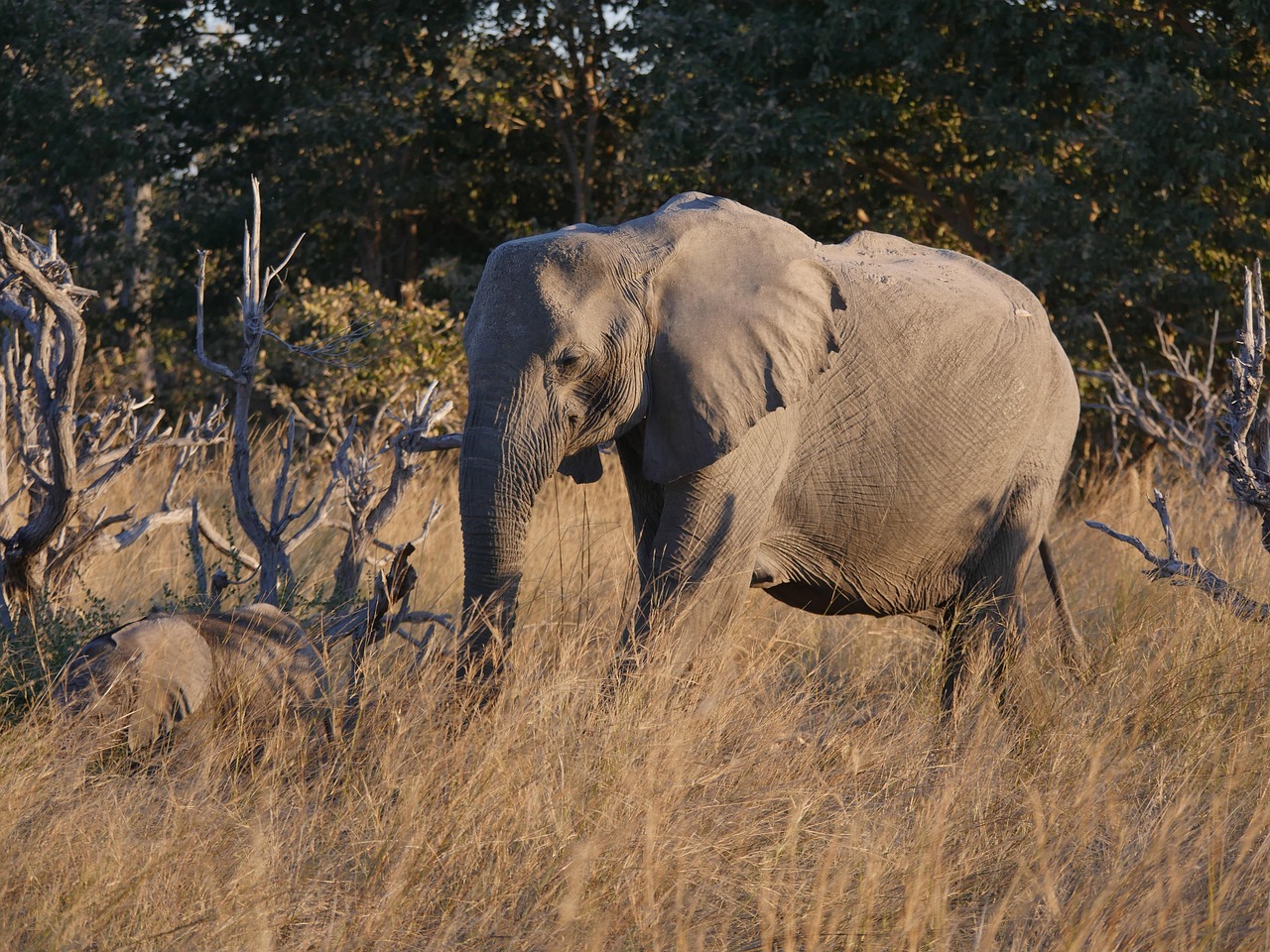 Elephant Pachyderm Mammal Large - Free photo on Pixabay - Pixabay