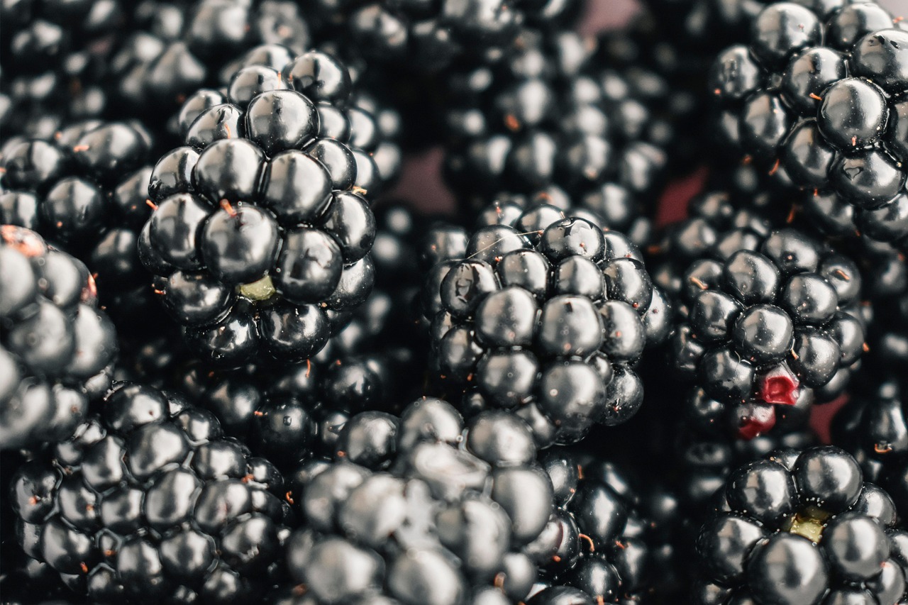 Blackberries Fruit Fresh - Free photo on Pixabay - Pixabay