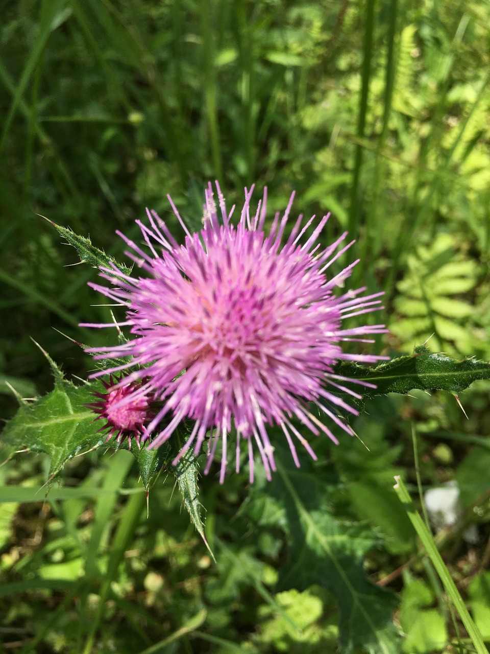 Petite Fleur Naturel - Photo gratuite sur Pixabay - Pixabay