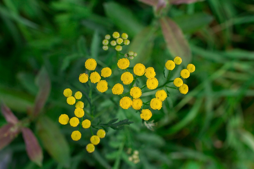 Flores Tanásia Planta Medicinal - Foto gratuita no Pixabay - Pixabay