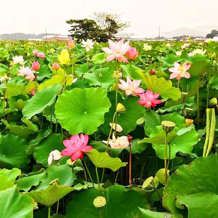 Lotus Blumen - Kostenloses Foto auf Pixabay - Pixabay