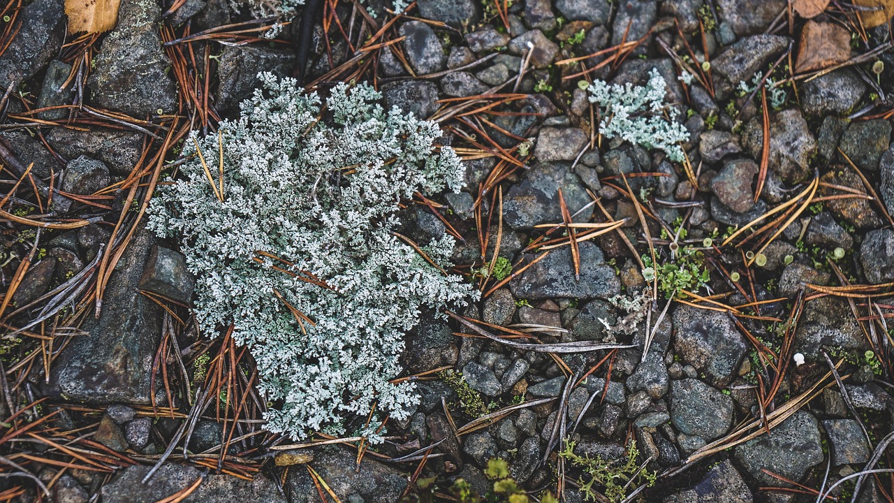 Moss Texture Forest - Free photo on Pixabay - Pixabay