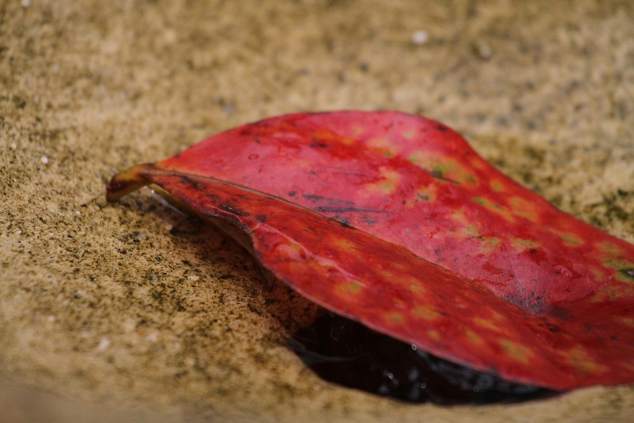 The Leaves Sand Red - Free photo on Pixabay - Pixabay