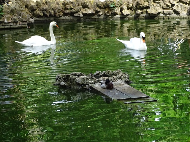 Lac Cygnes Animal - Photo gratuite sur Pixabay - Pixabay