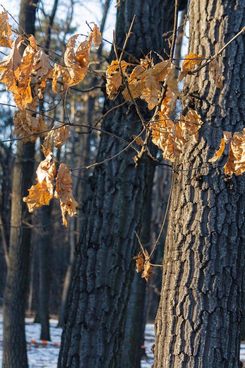 Trees Feuilles Sèches Branches Fin - Photo gratuite sur Pixabay - Pixabay