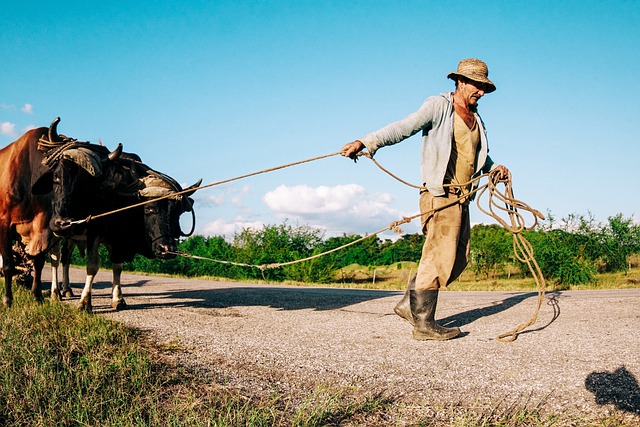 Man Ox Cart - Free photo on Pixabay